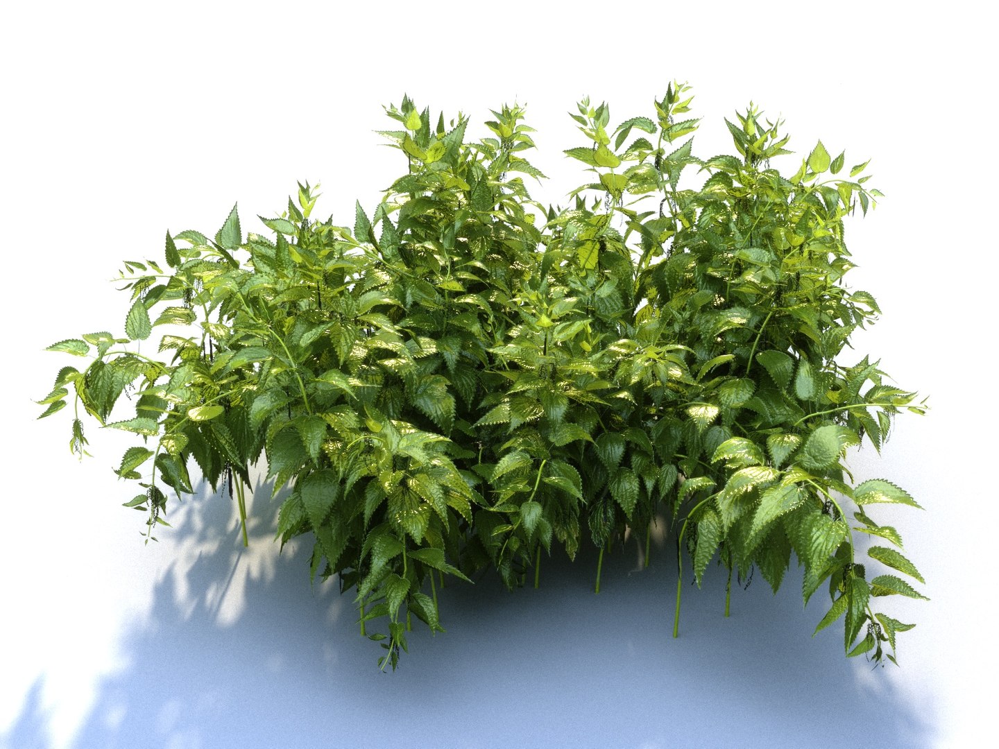 Nettle Ecosystems Pack 6 Model - TurboSquid 1312184