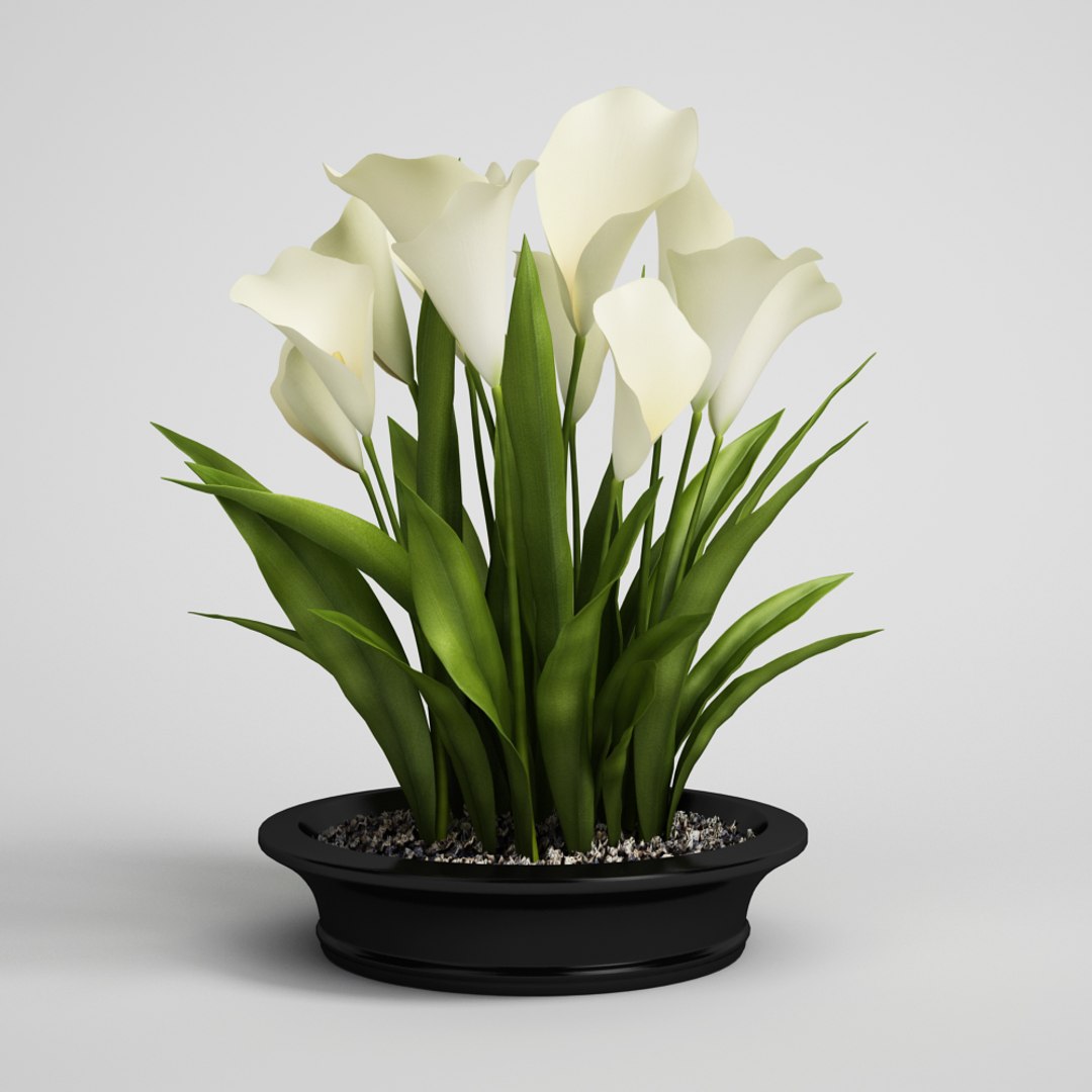 3d model plant