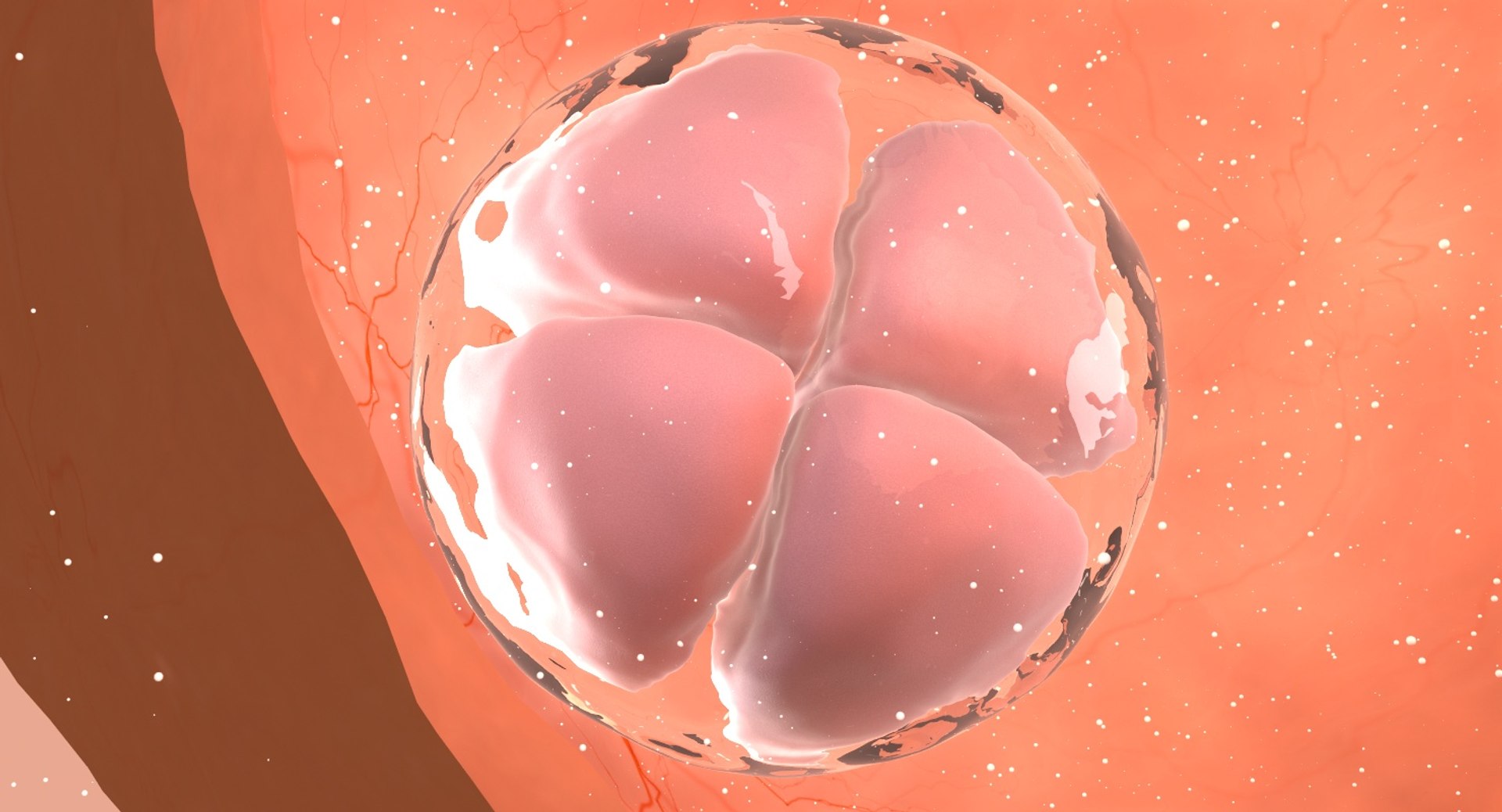 3D Cell Stage Embryo Model - TurboSquid 1368448