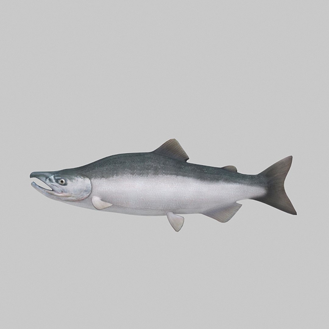 - Salmon 3d Model