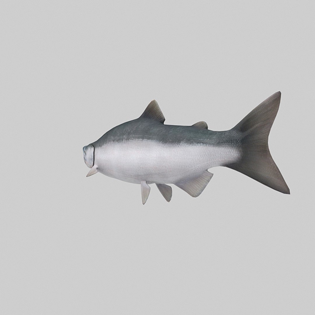 - Salmon 3d Model