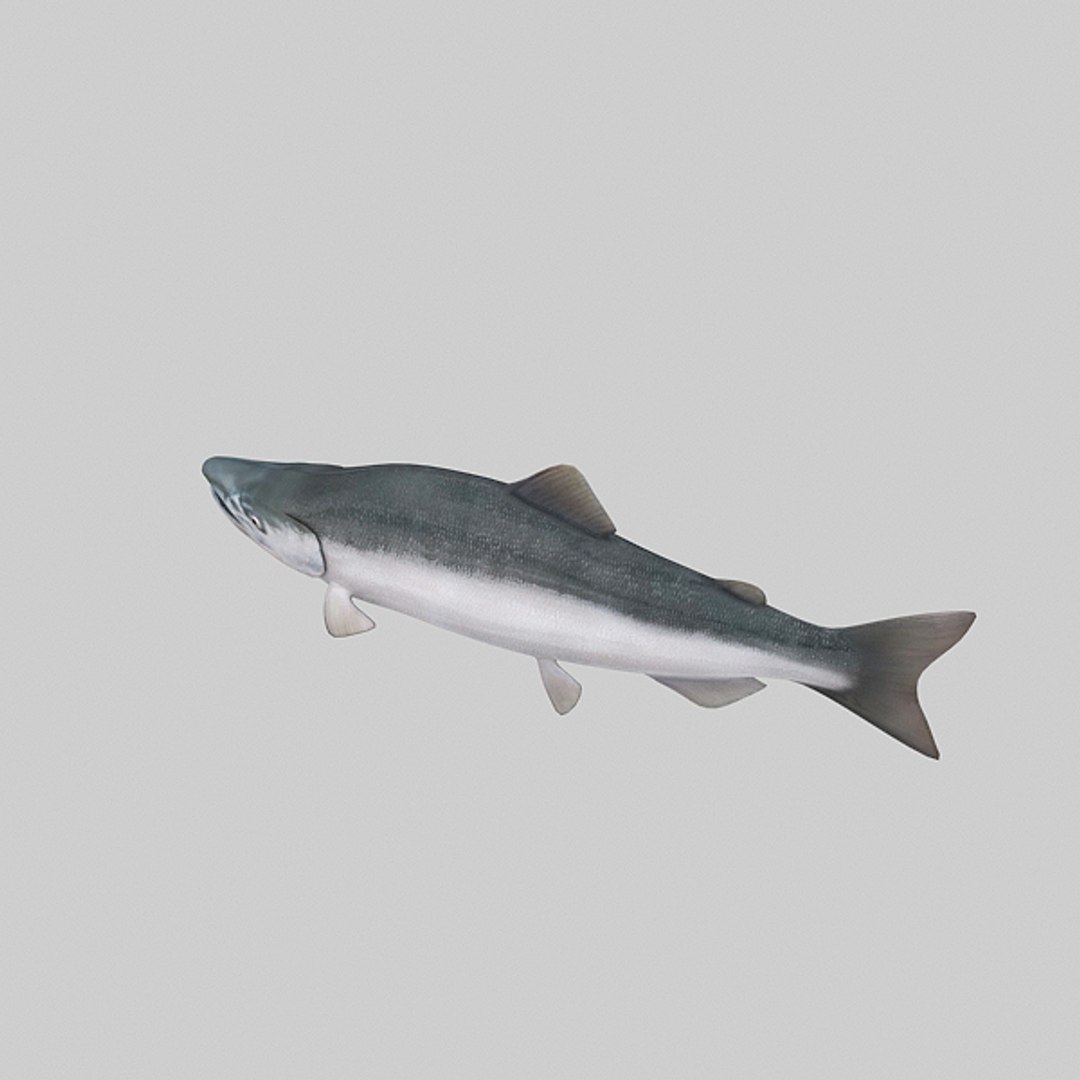 - Salmon 3d Model