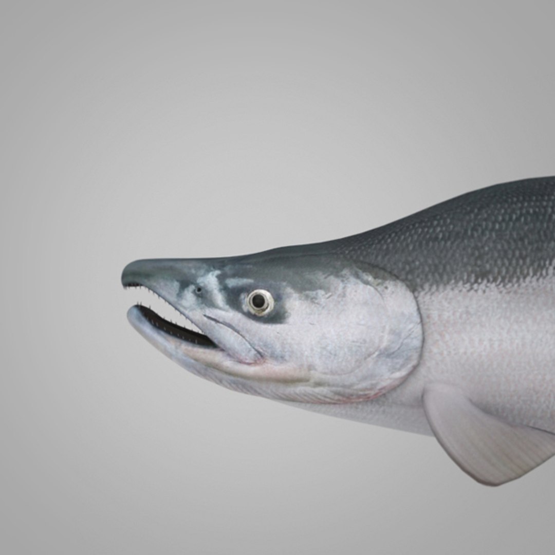 - Salmon 3d Model