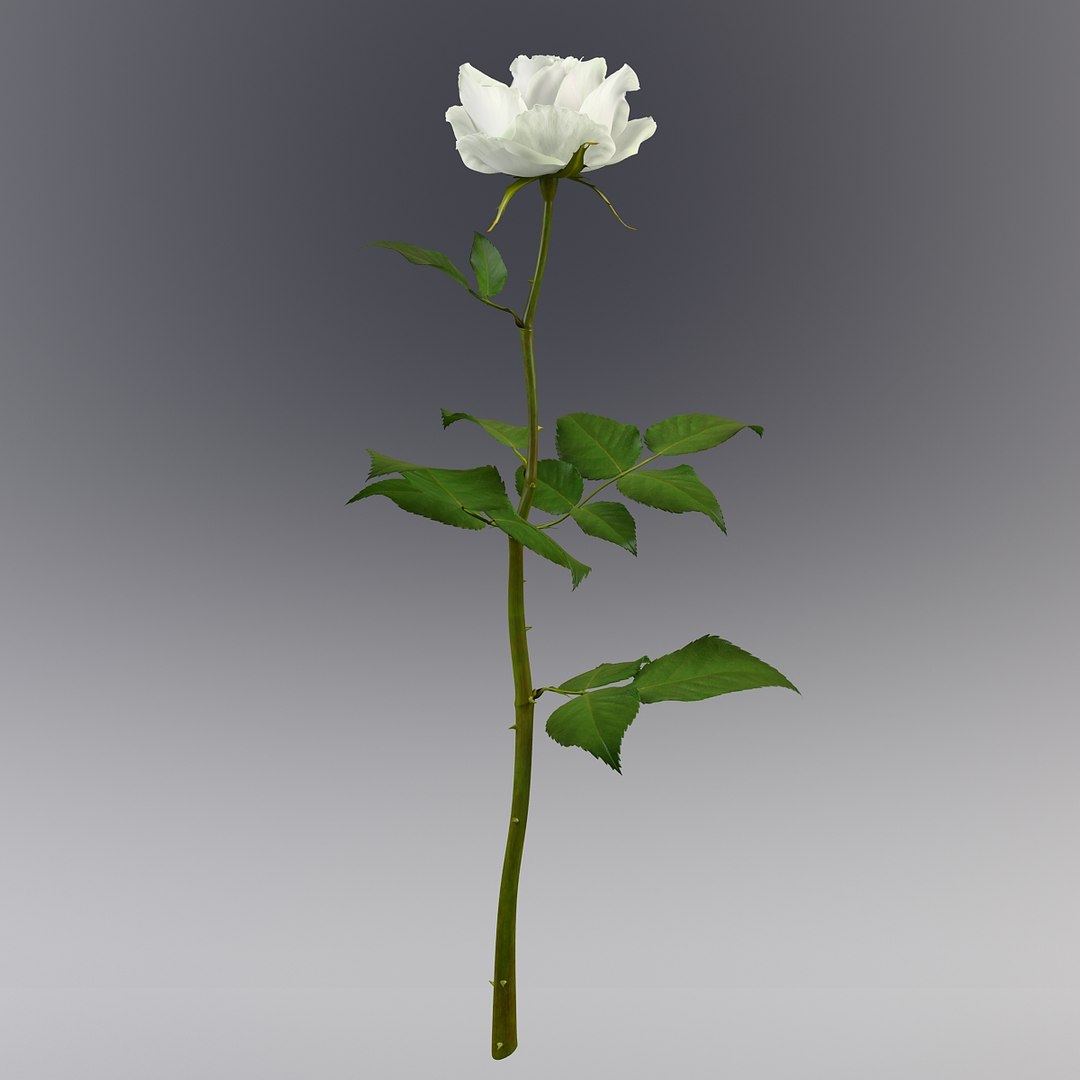 Rose Modeled Max
