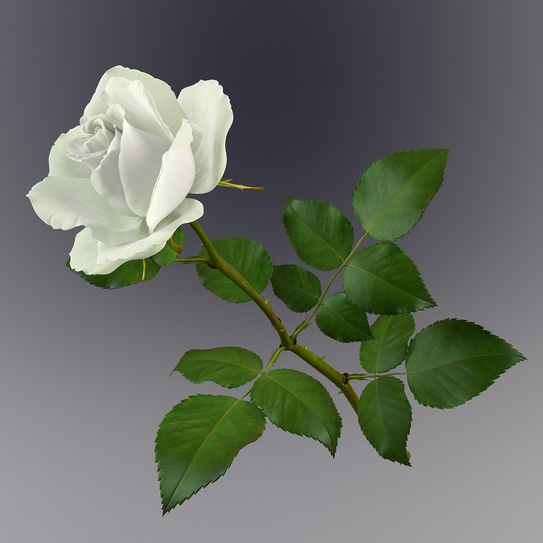 Rose Modeled Max