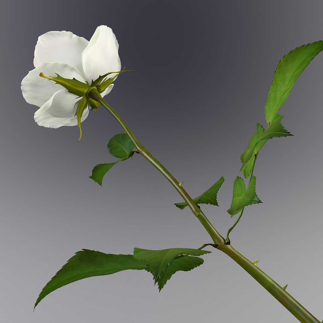 Rose Modeled Max