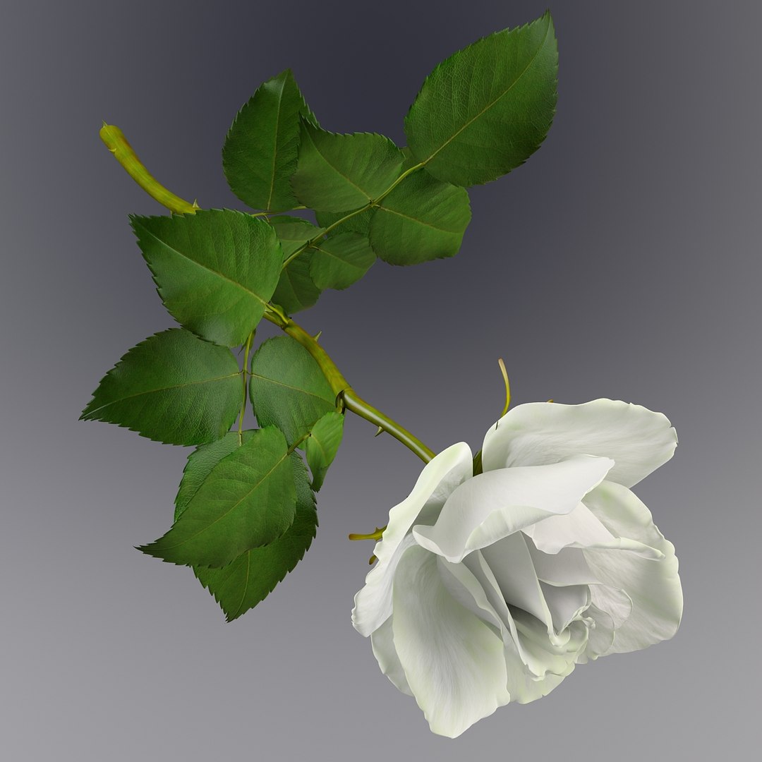 Rose Modeled Max
