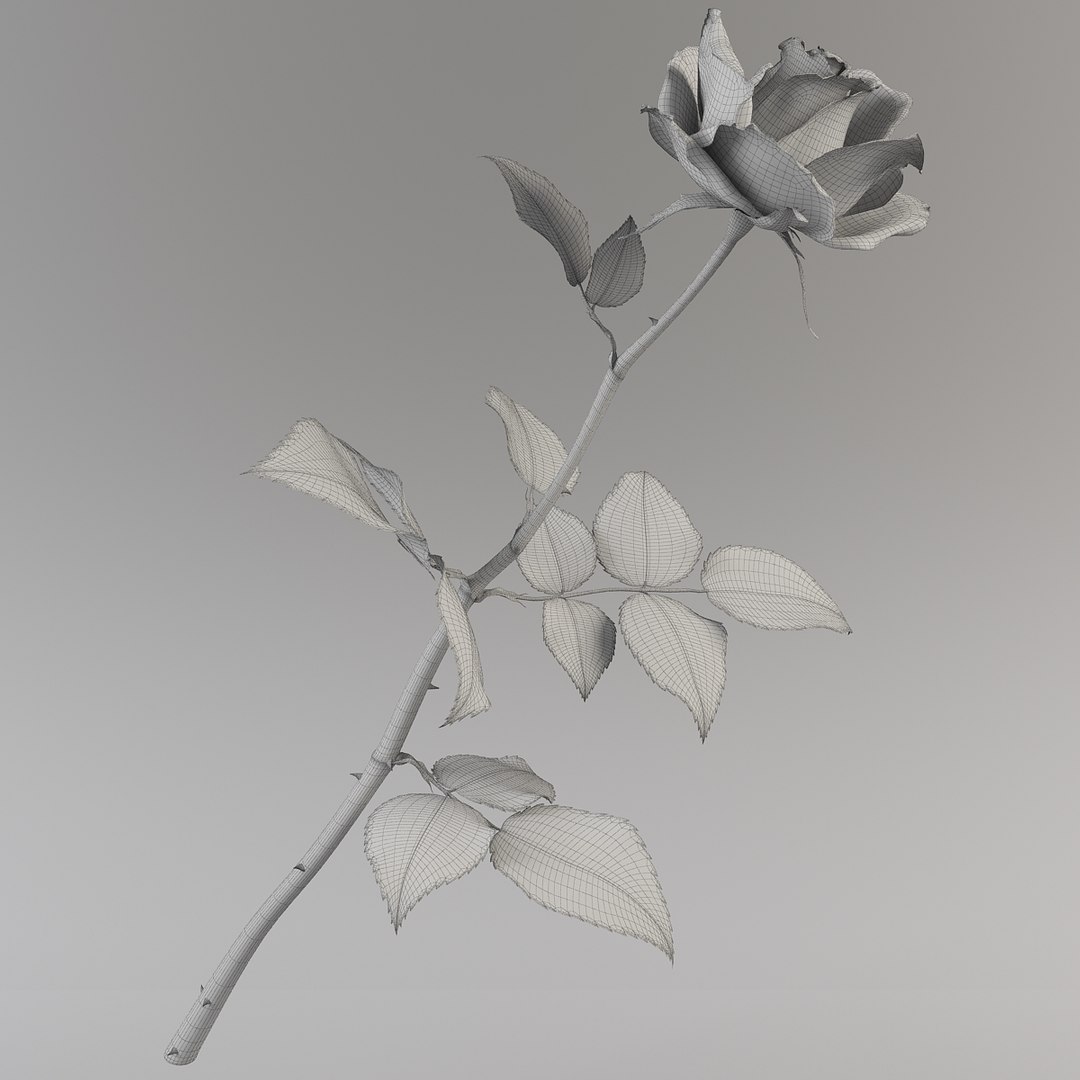 Rose Modeled Max