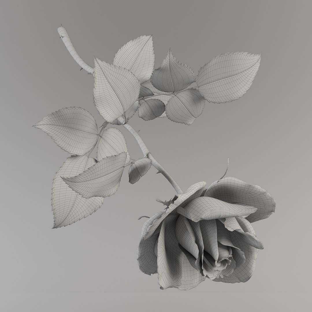 Rose Modeled Max