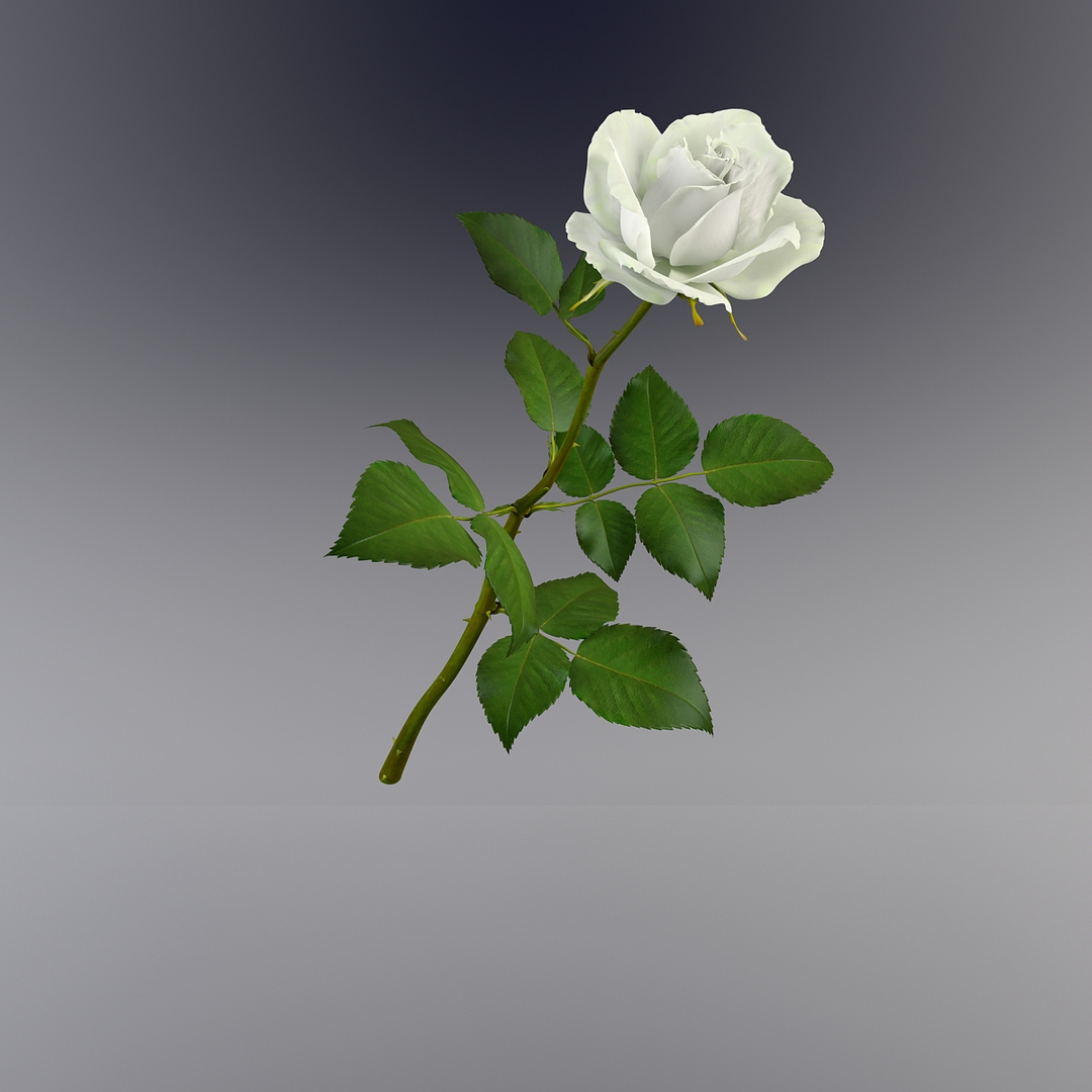 Rose Modeled Max