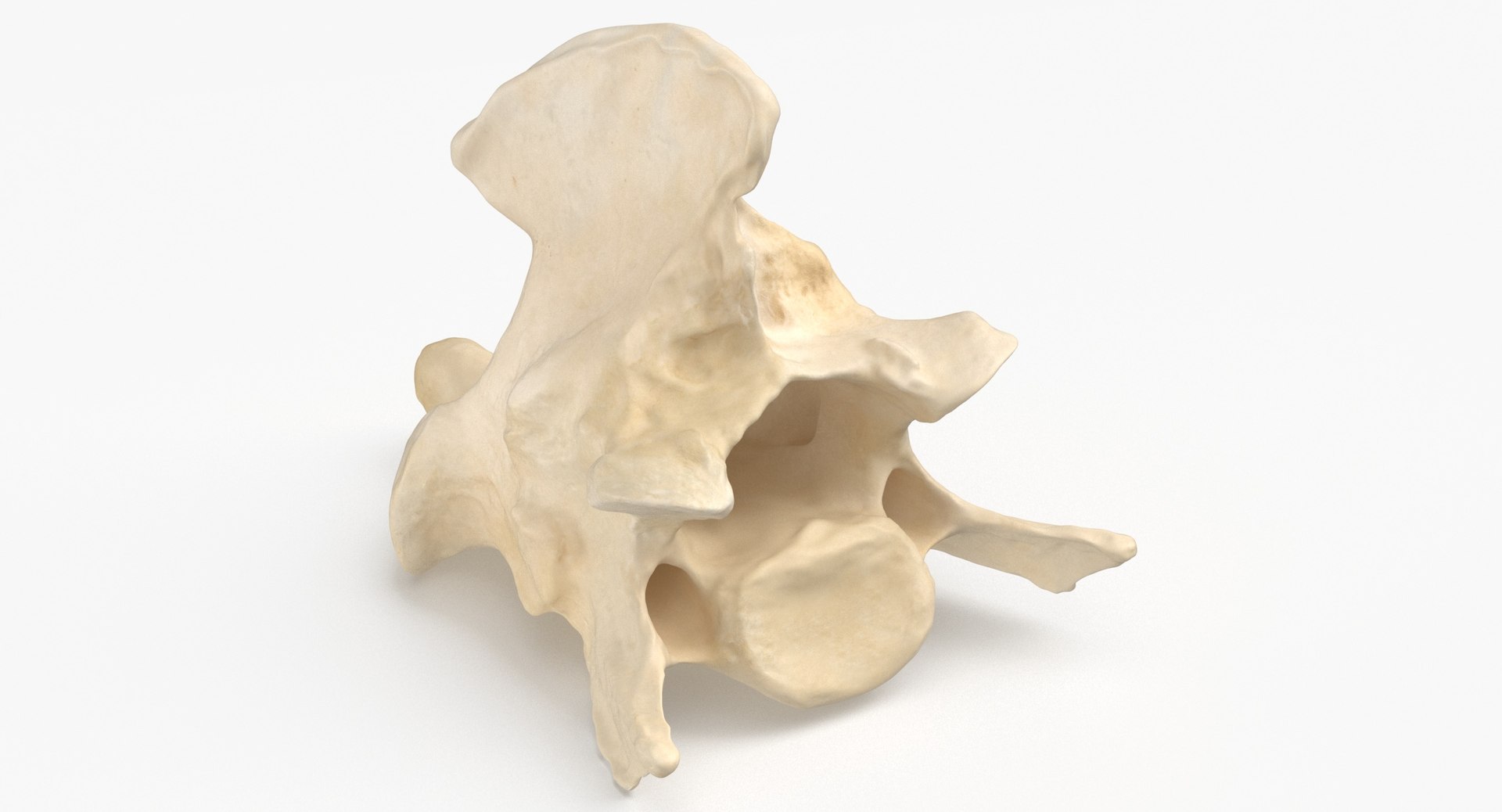 South American Coati Nasua Nasua Axis Cervical Vertebrae Bone 01 3D ...