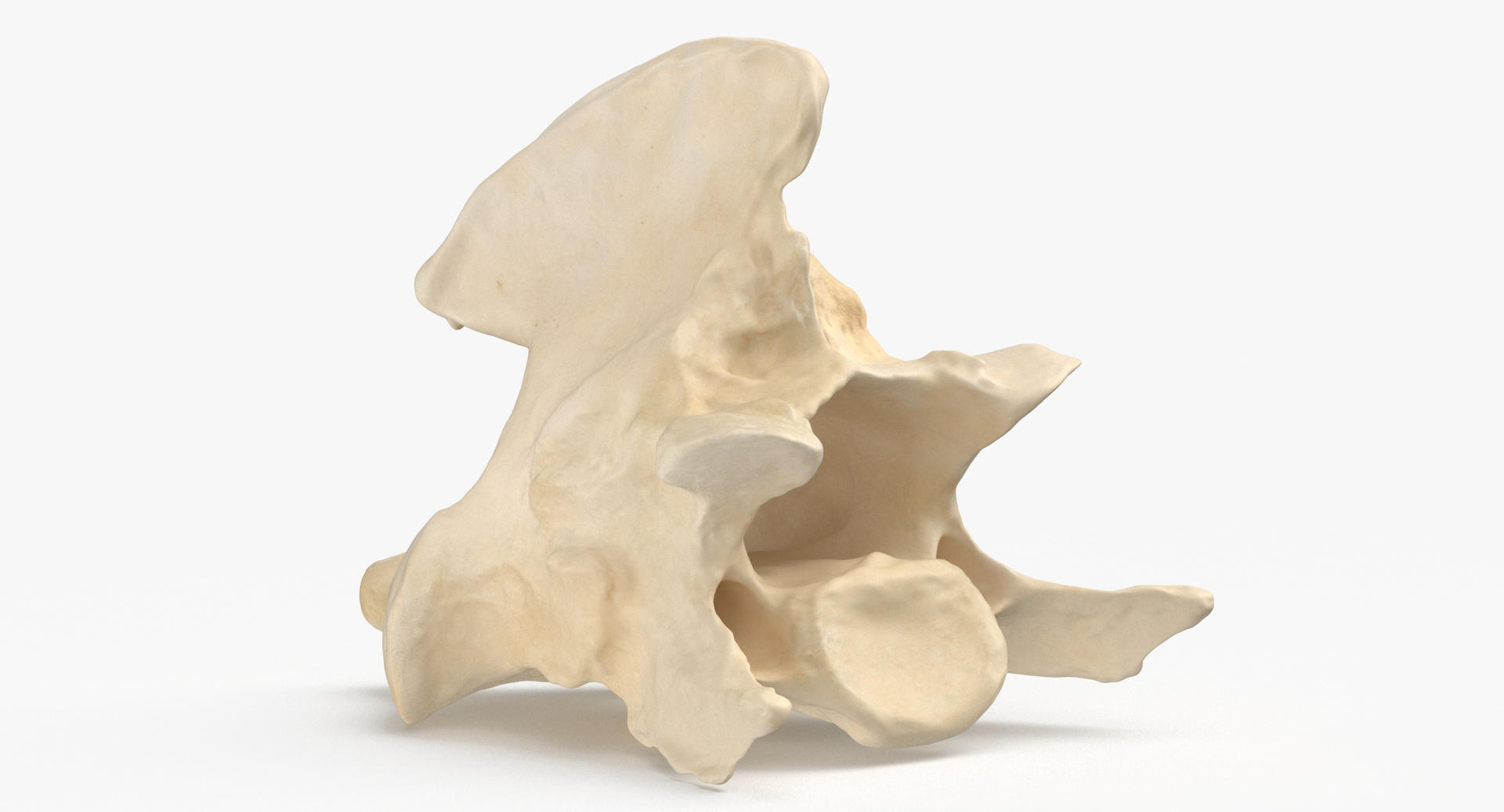 South American Coati Nasua Nasua Axis Cervical Vertebrae Bone 01 3D ...