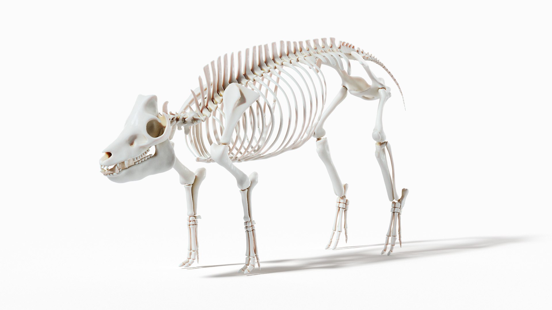 Pig Body Skeleton And Lymphatic System Static 3D Model - TurboSquid 1763073