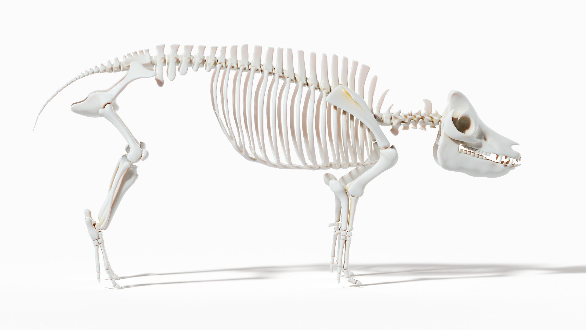 Pig Body Skeleton And Lymphatic System Static 3D Model - TurboSquid 1763073