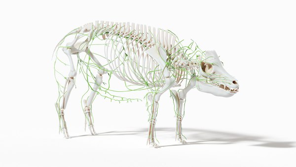 Pig Body Skeleton and Lymphatic System Static 3D model - TurboSquid 1763073