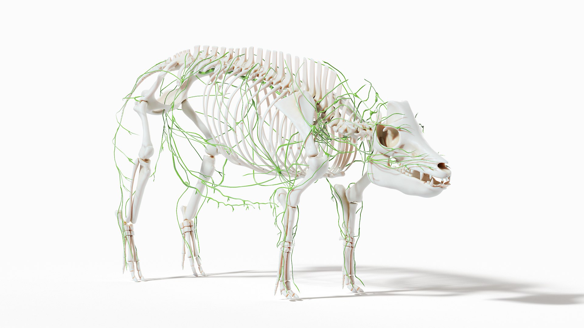 Pig Body Skeleton And Lymphatic System Static 3D Model - TurboSquid 1763073