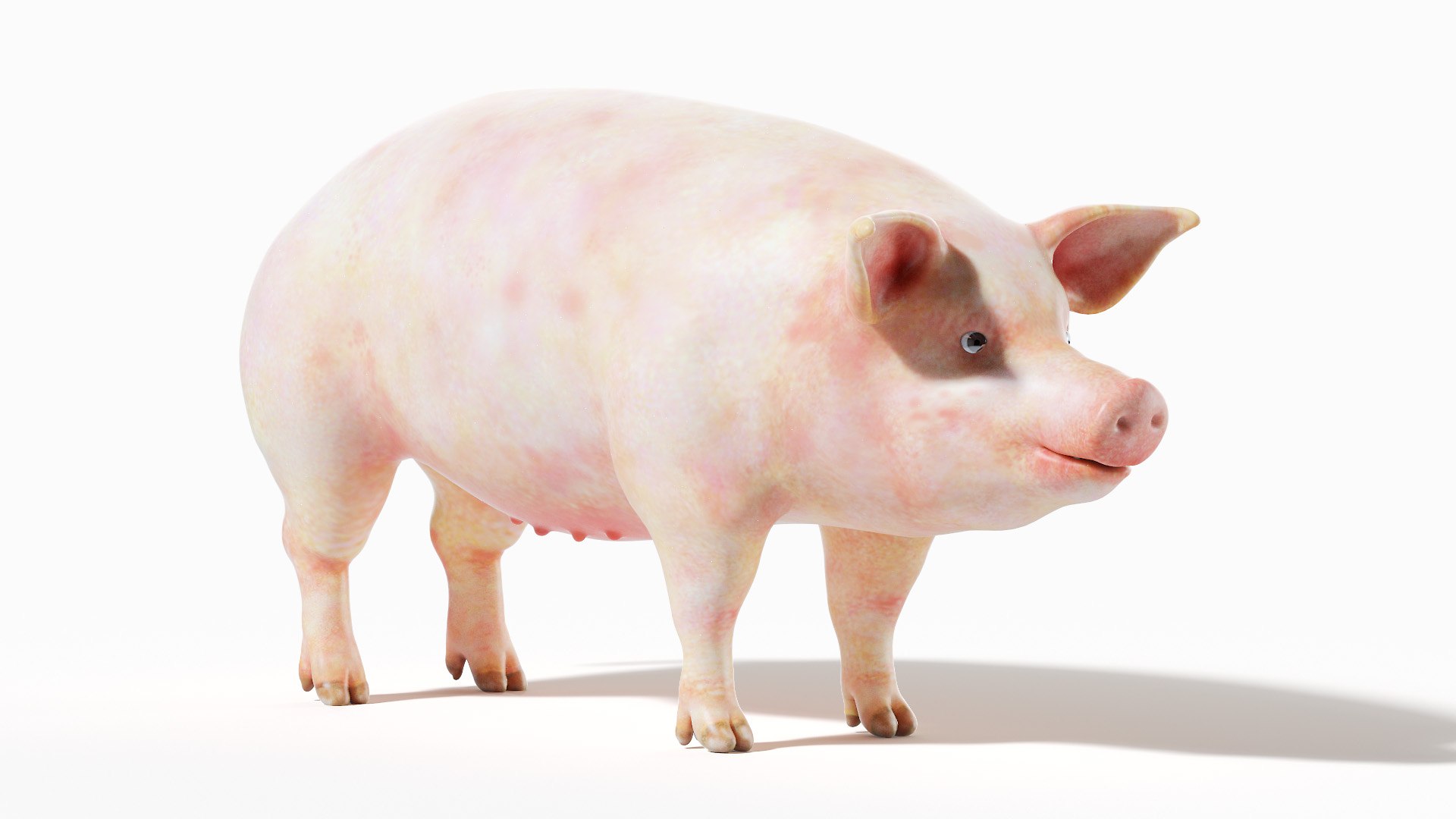 Pig Body Skeleton and Lymphatic System Static 3D model - TurboSquid 1763073