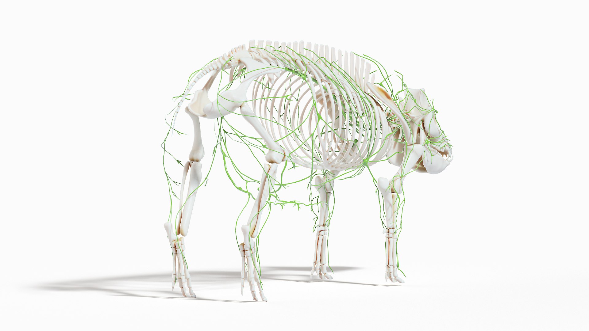 Pig Body Skeleton And Lymphatic System Static 3D Model - TurboSquid 1763073