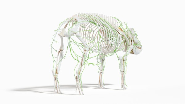 Pig Body Skeleton and Lymphatic System Static 3D model - TurboSquid 1763073