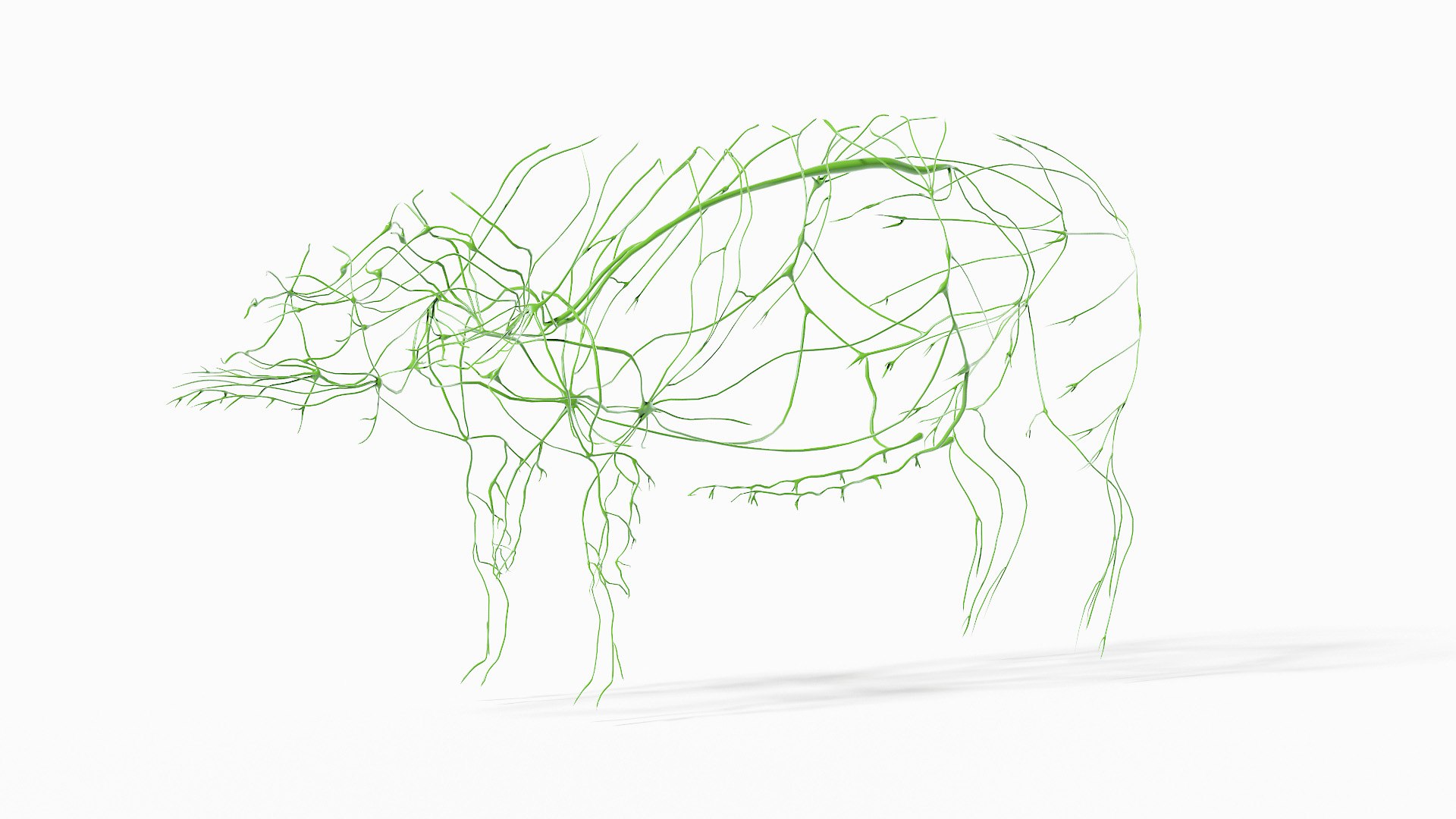 Pig Body Skeleton And Lymphatic System Static 3D Model - TurboSquid 1763073