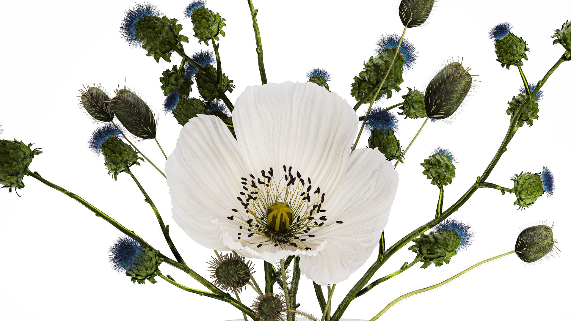 3D Bouquet Of White Wild Flowers Poppy Thistle Thorn 452 Model ...