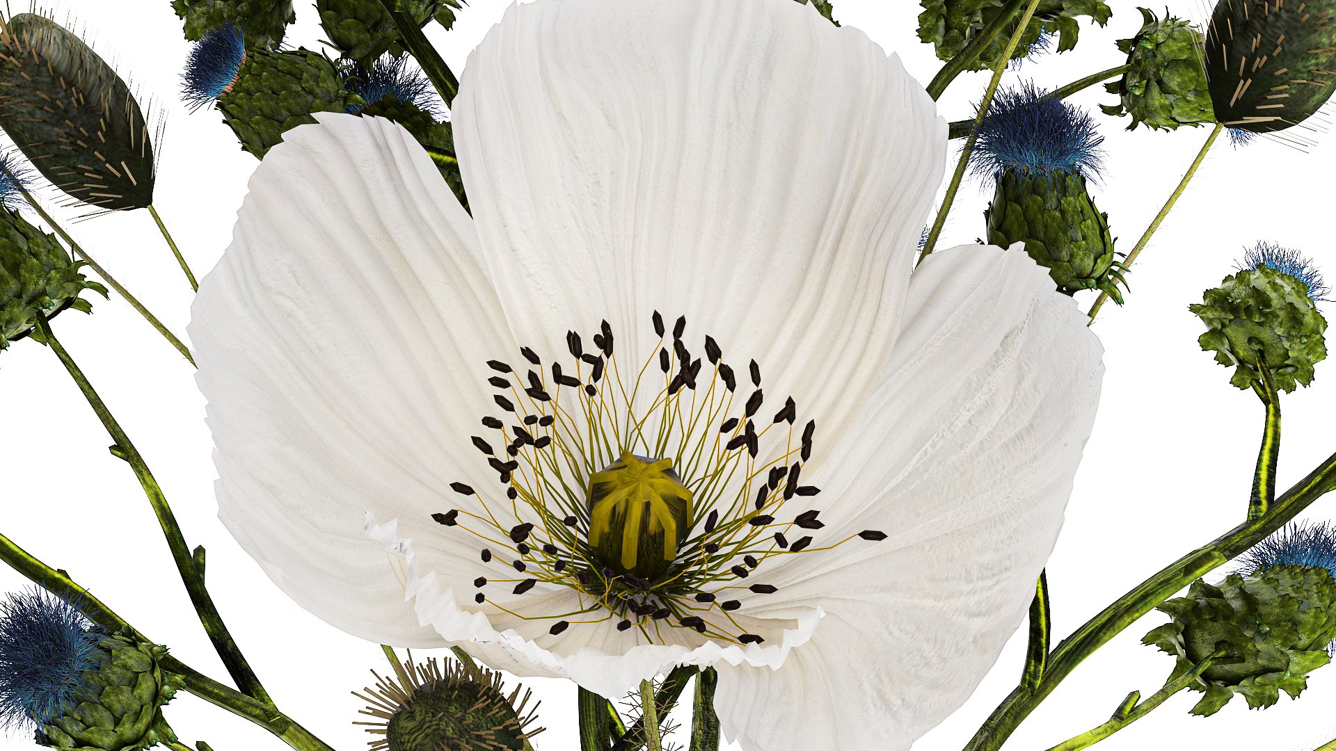3D Bouquet Of White Wild Flowers Poppy Thistle Thorn 452 Model ...