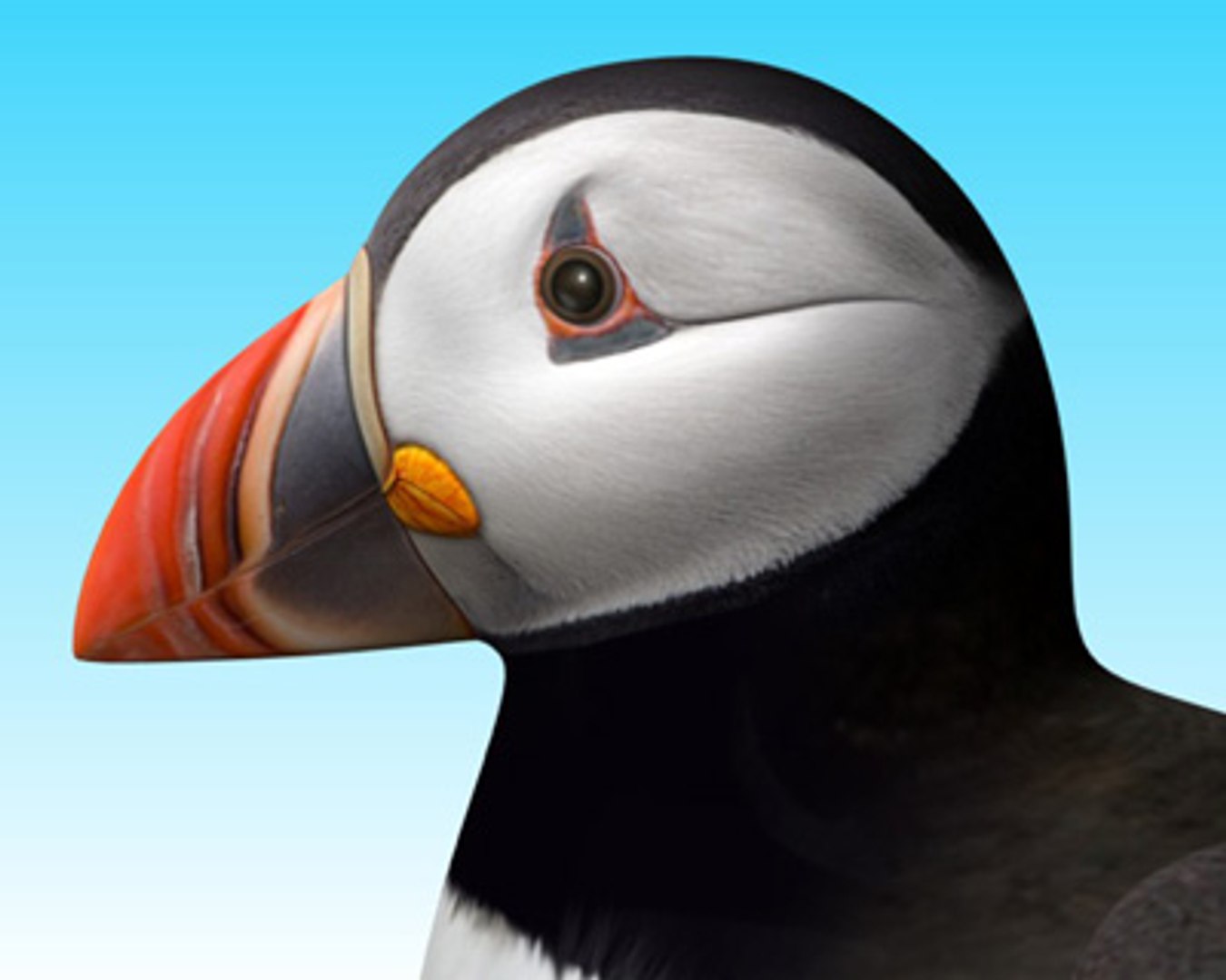 Obj Atlantic Puffin