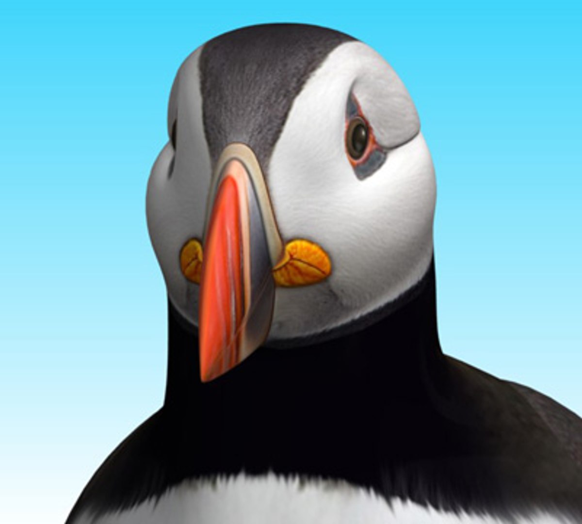Obj Atlantic Puffin