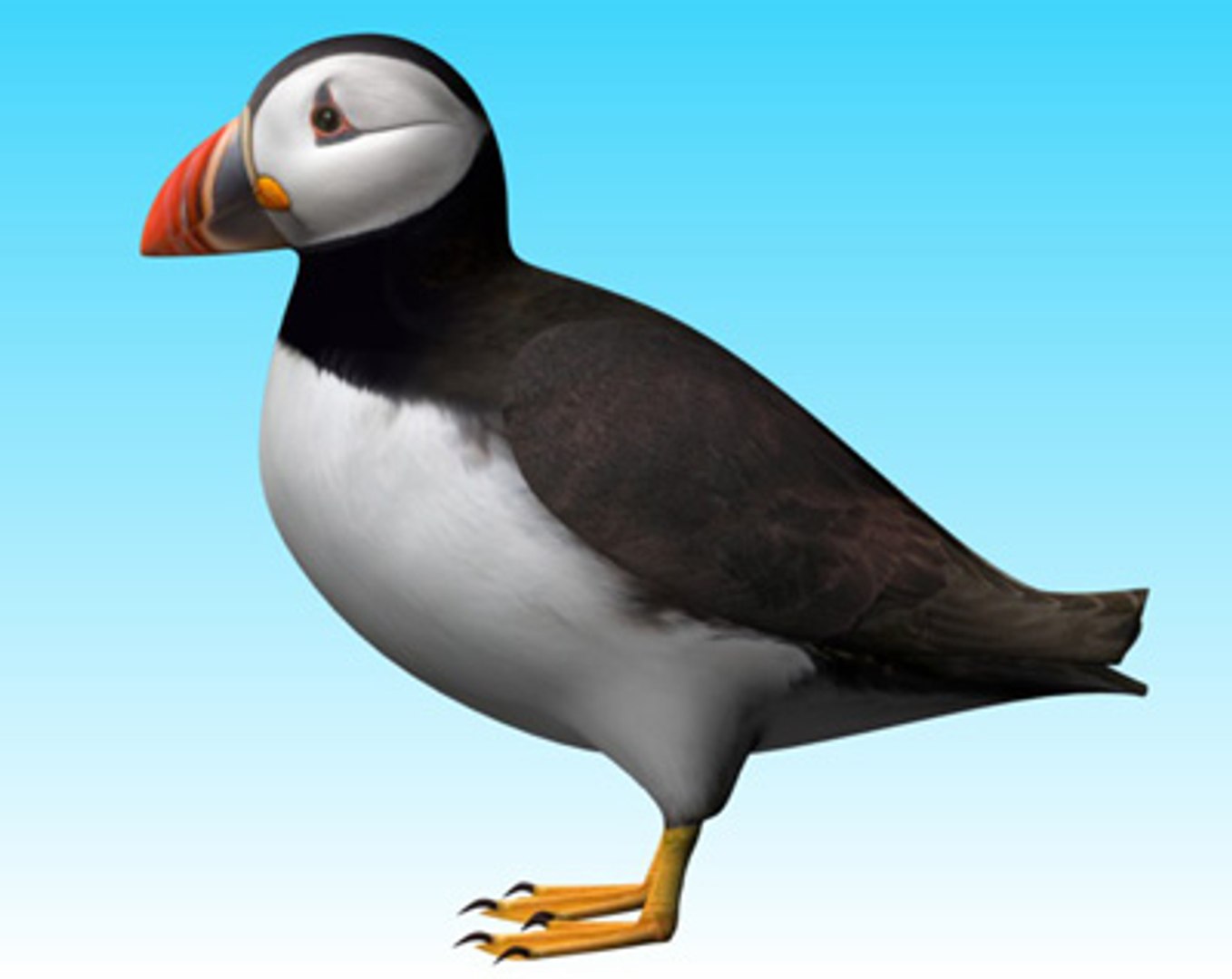 Obj Atlantic Puffin