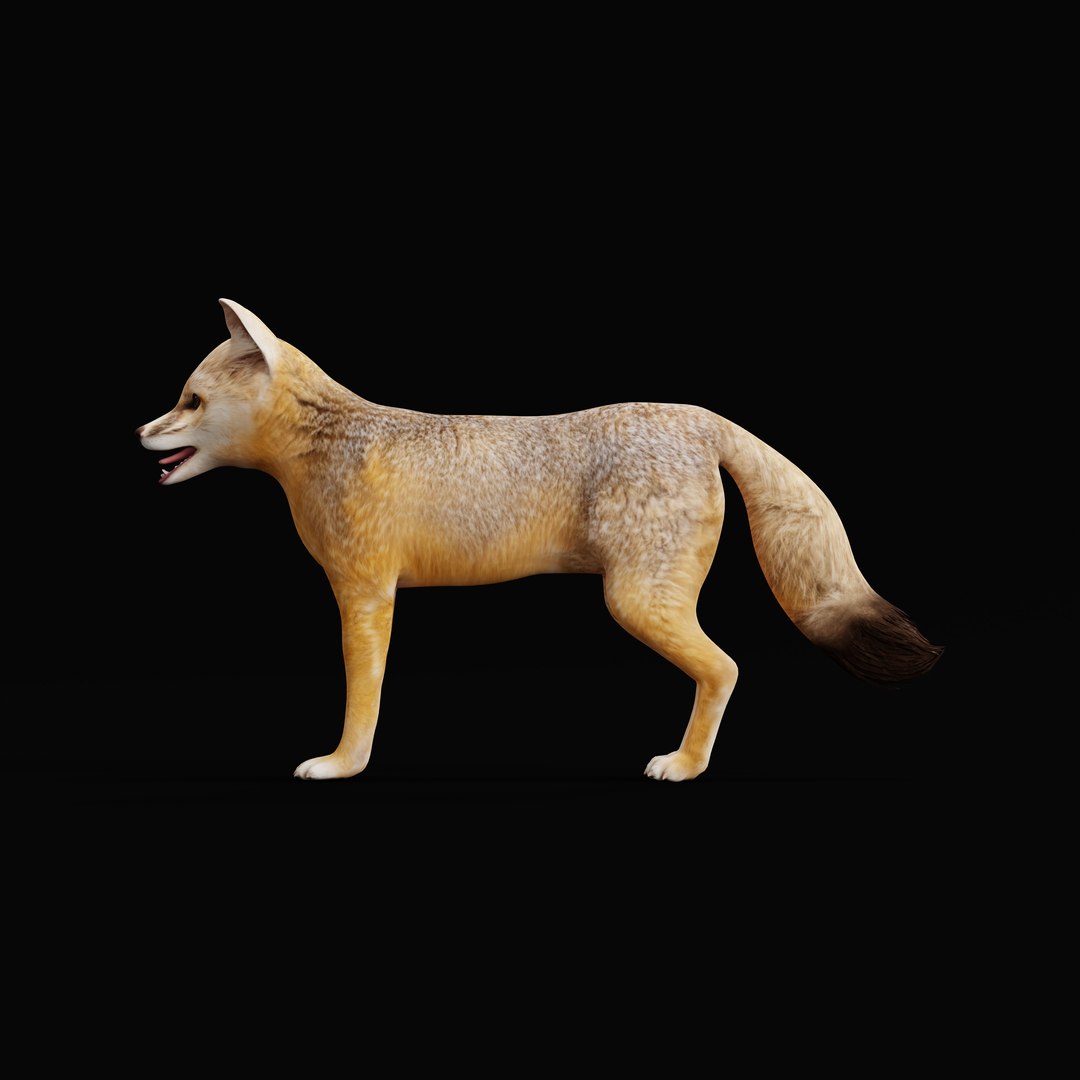 3D Kit Fox - TurboSquid 2322194