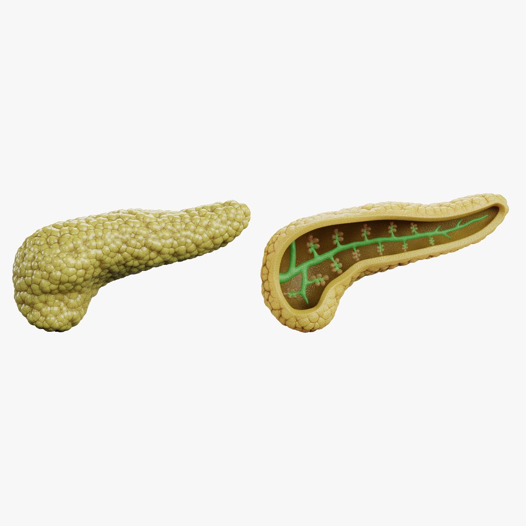 3D Model Pancreas Set - TurboSquid 1758985