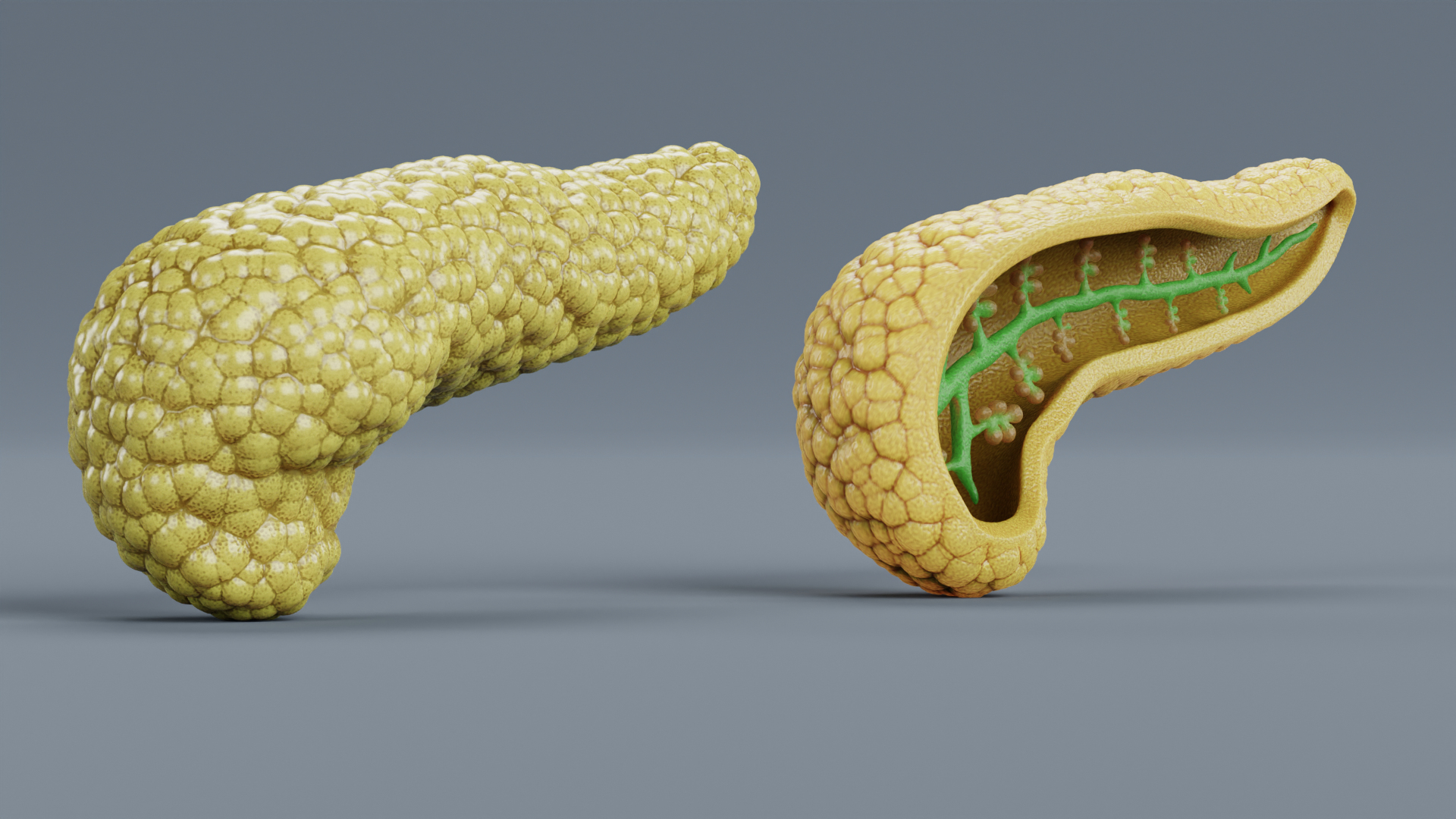 3D model Pancreas Set - TurboSquid 1758985