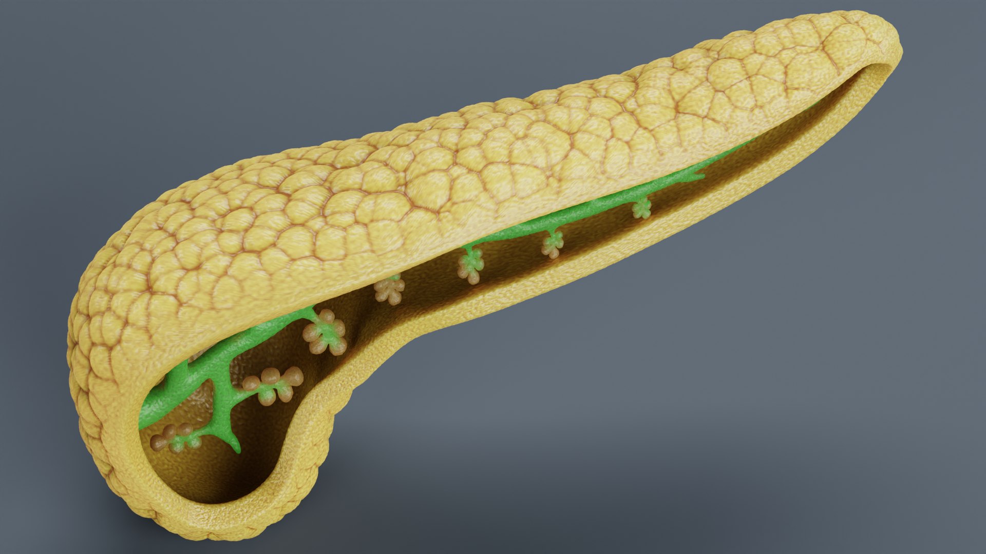 3D Model Pancreas Set - TurboSquid 1758985