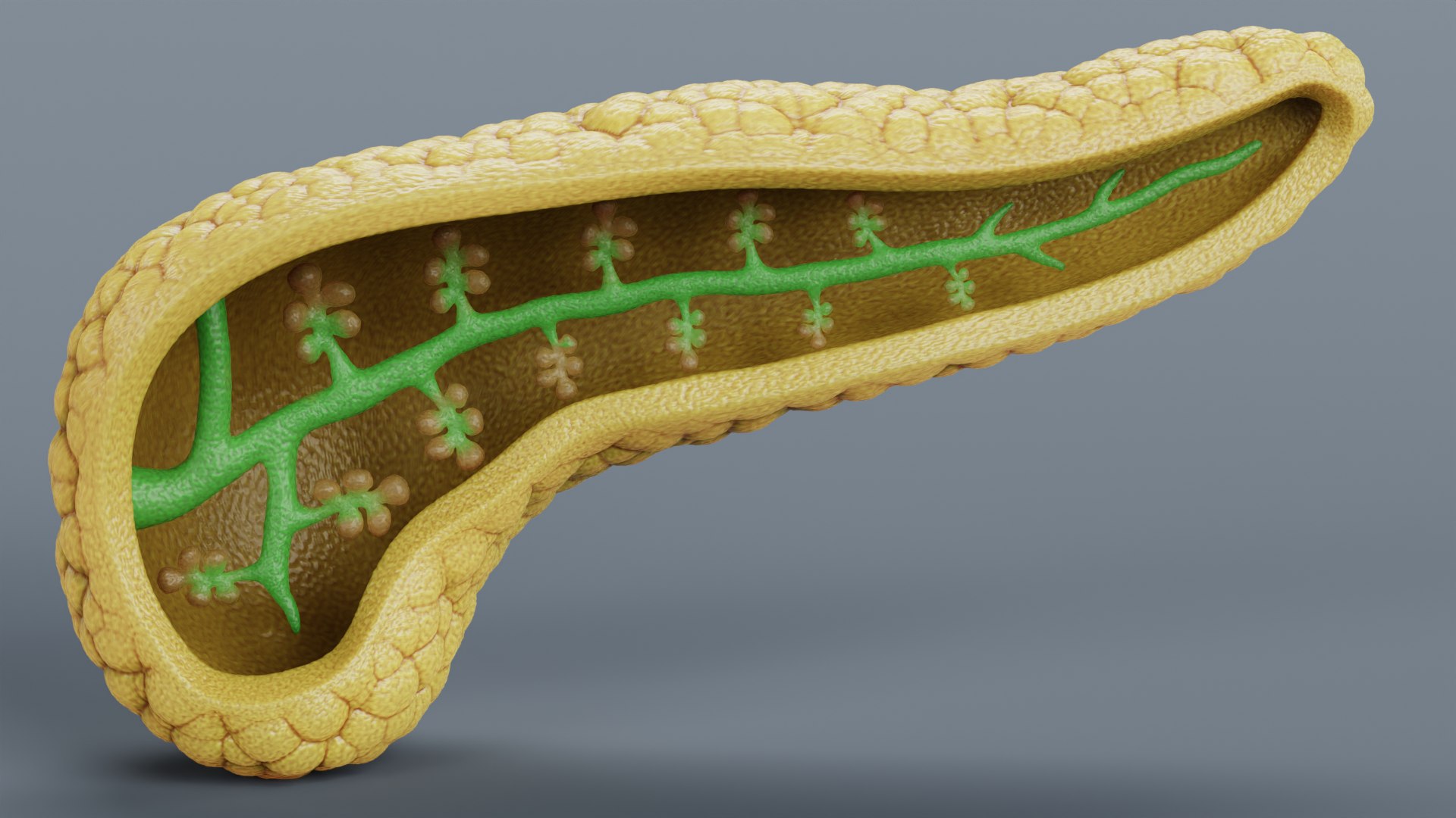 3D Model Pancreas Set - TurboSquid 1758985