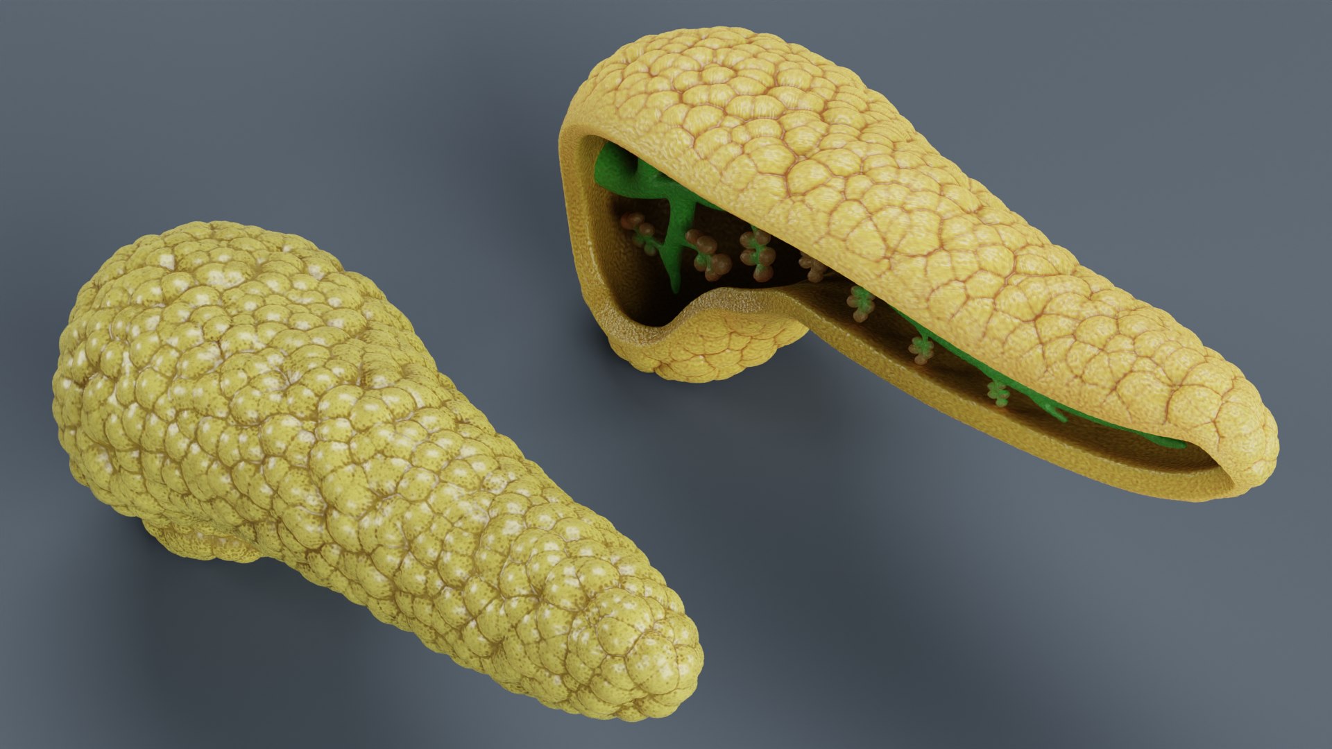 3D Model Pancreas Set - TurboSquid 1758985