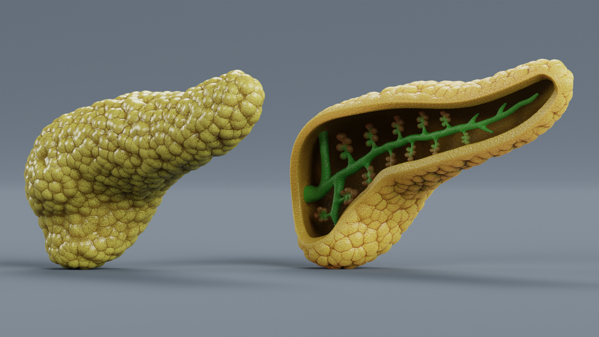 3D model Pancreas Set - TurboSquid 1758985