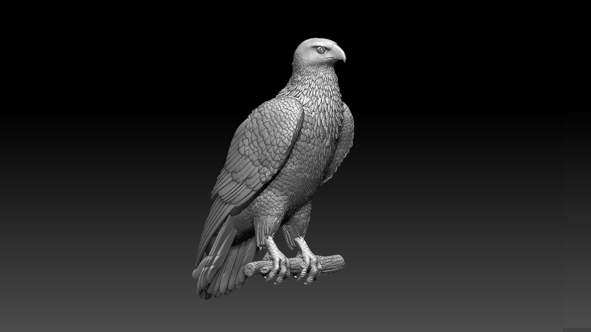 Hawk 3D - TurboSquid 1901428