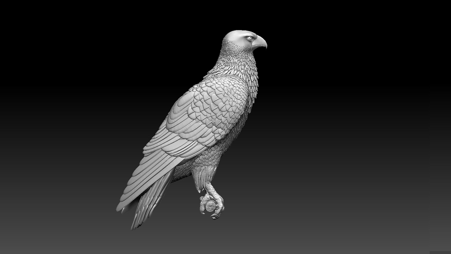Hawk 3D - TurboSquid 1901428