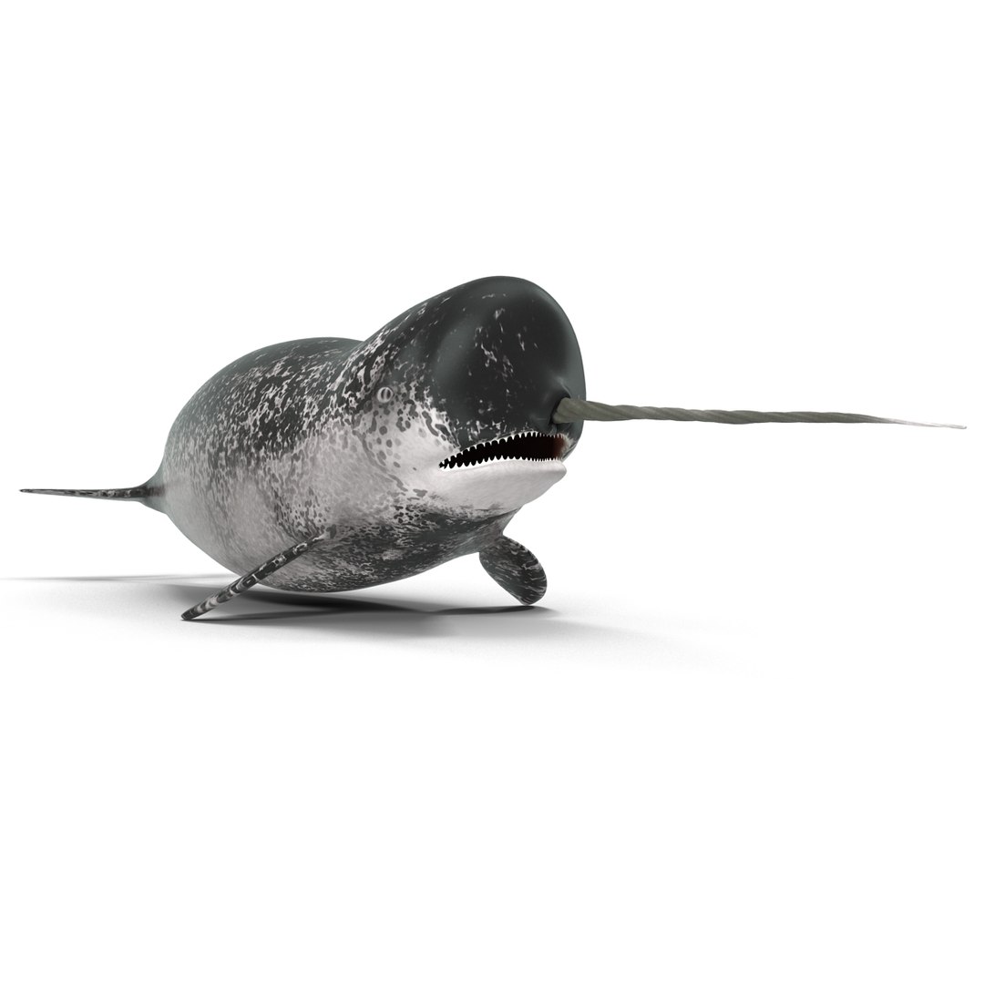 3d Narwhal Whale