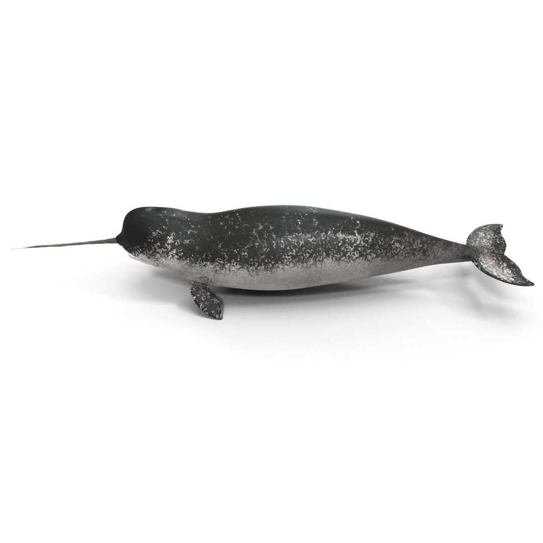 3d Narwhal Whale