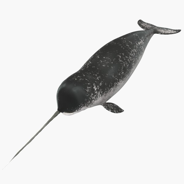modelo 3d Ballena de narval - TurboSquid 837903