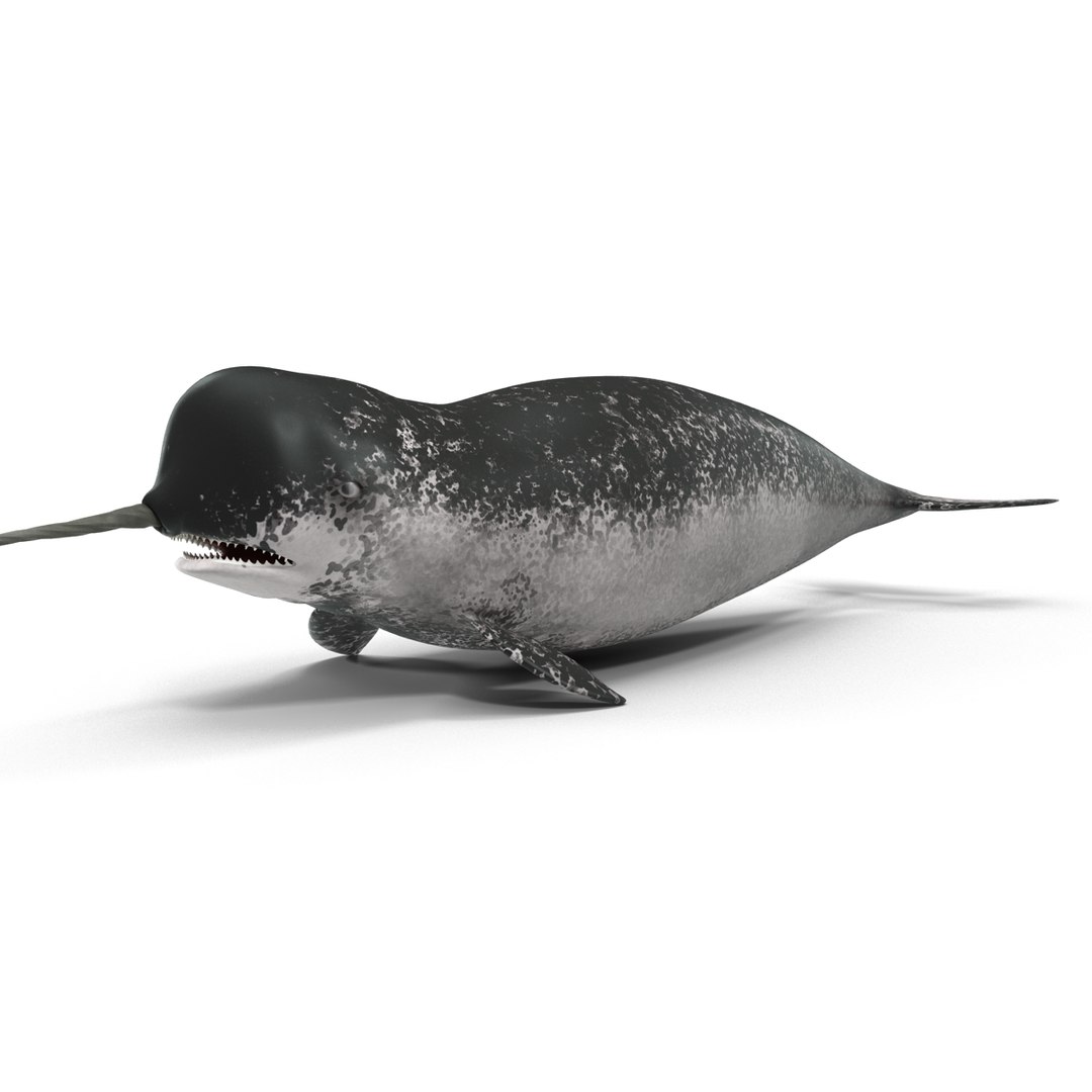 3d Narwhal Whale
