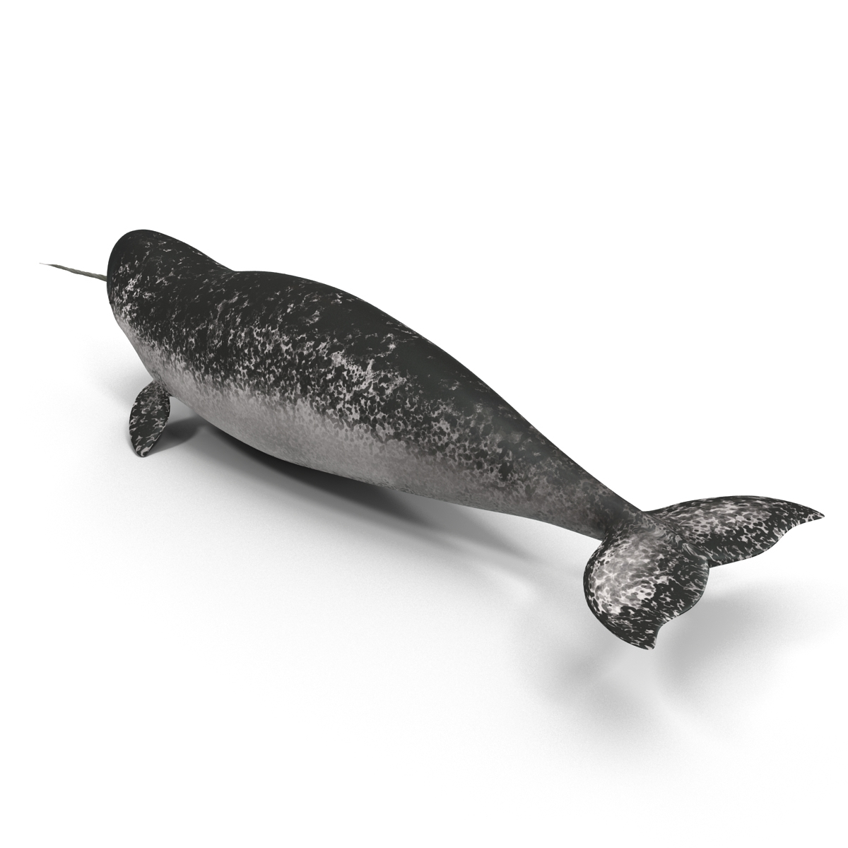 3d narwhal whale