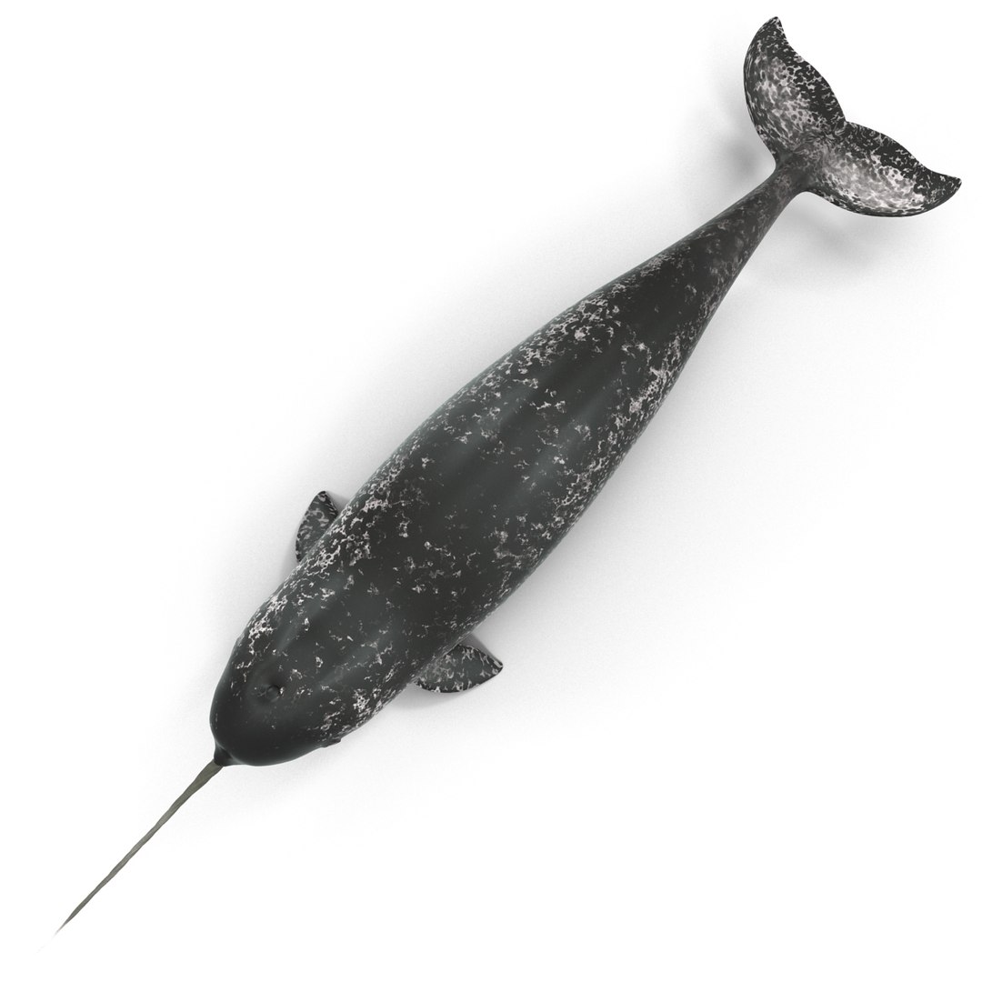 3d Narwhal Whale