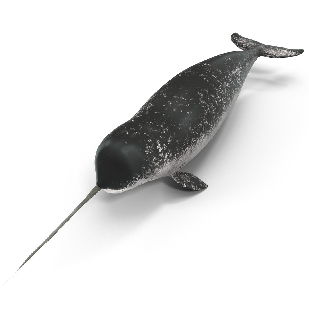 3d narwhal whale