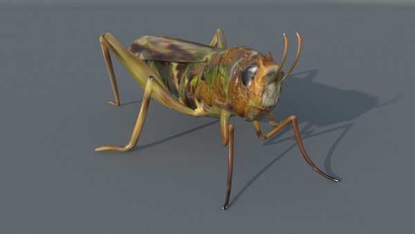 3D Rigged locust model - TurboSquid 1775171