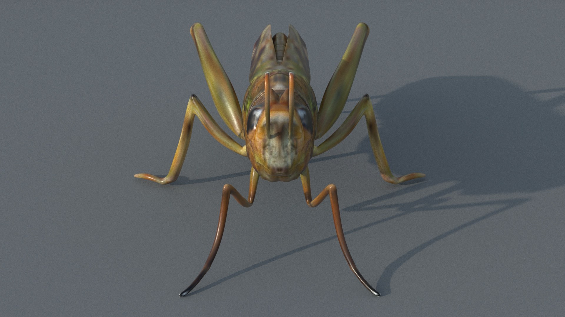 Locust 3D Model - TurboSquid 1683236