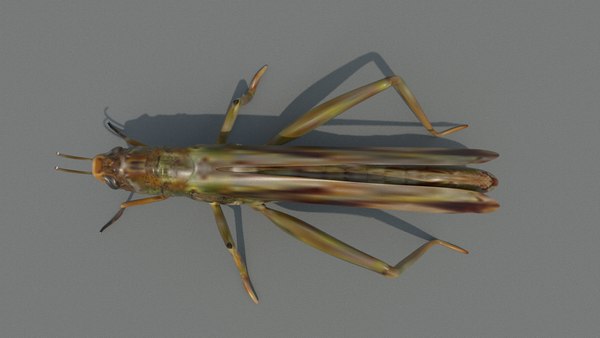 Locust 3D model - TurboSquid 1683236