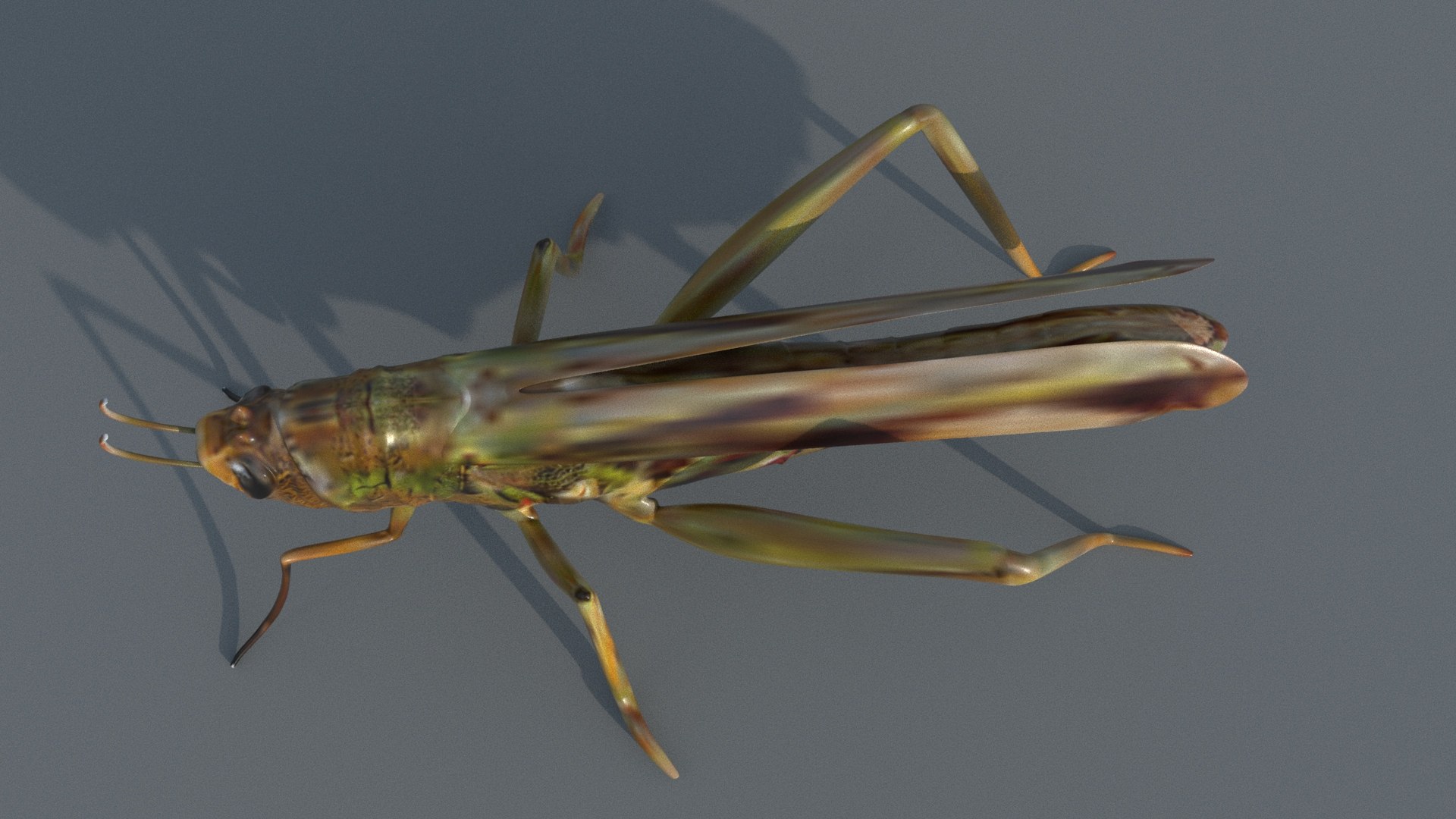 Locust 3D Model - TurboSquid 1683236