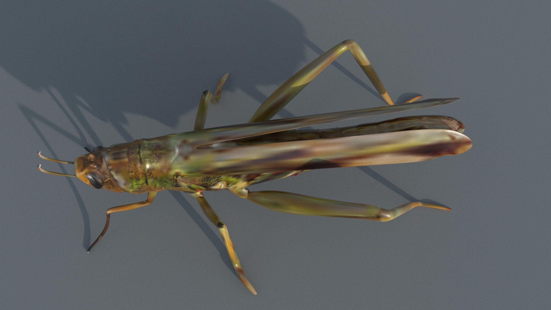 Locust 3D model - TurboSquid 1683236